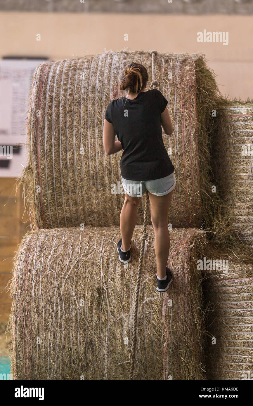 Indoor Hay Bale Obstacle Running Contest: People Climb Bale with Rope ...