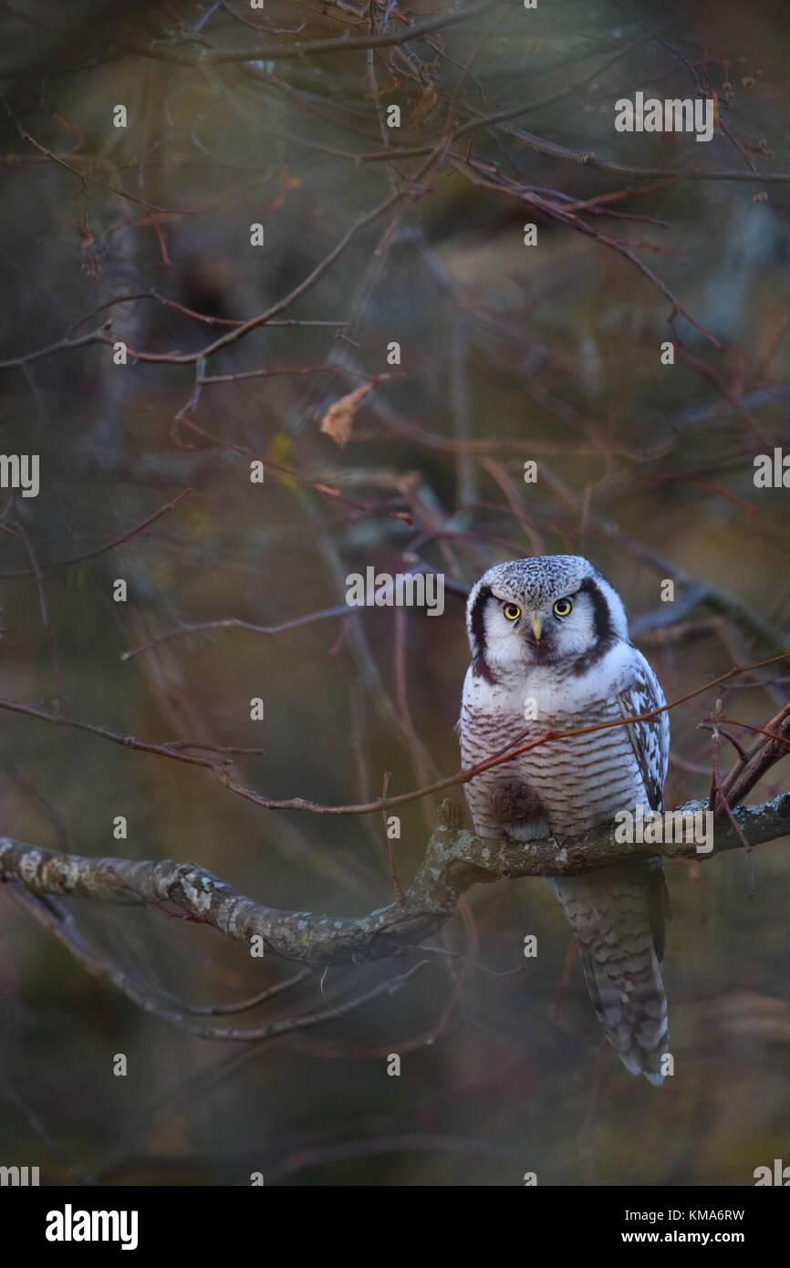 Portrait of wild Northern hawk owl (Surnia ulula) with rodent prey ...