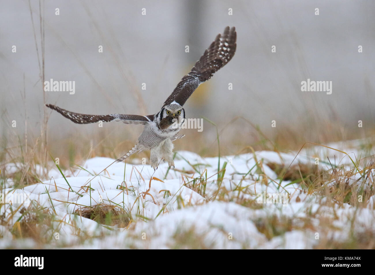 Successful hunter Stock Photo - Alamy