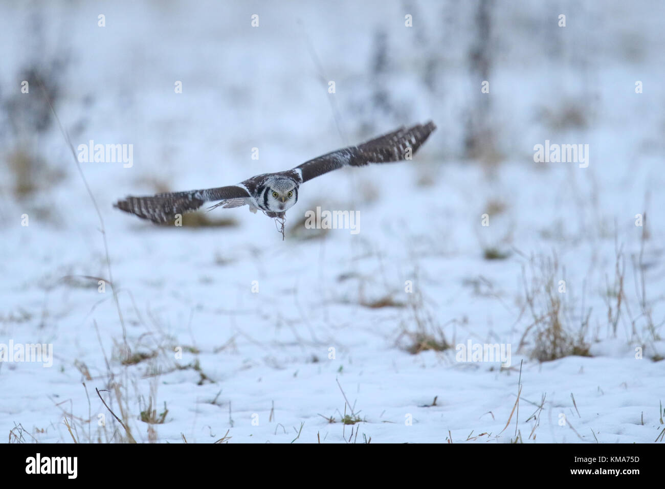 Successful hunter Stock Photo - Alamy