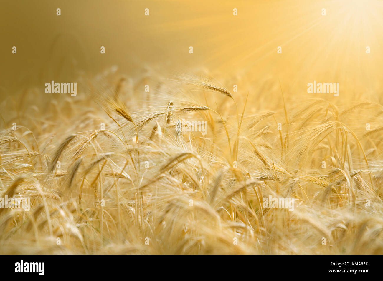 Fully ripe hi-res stock photography and images - Alamy