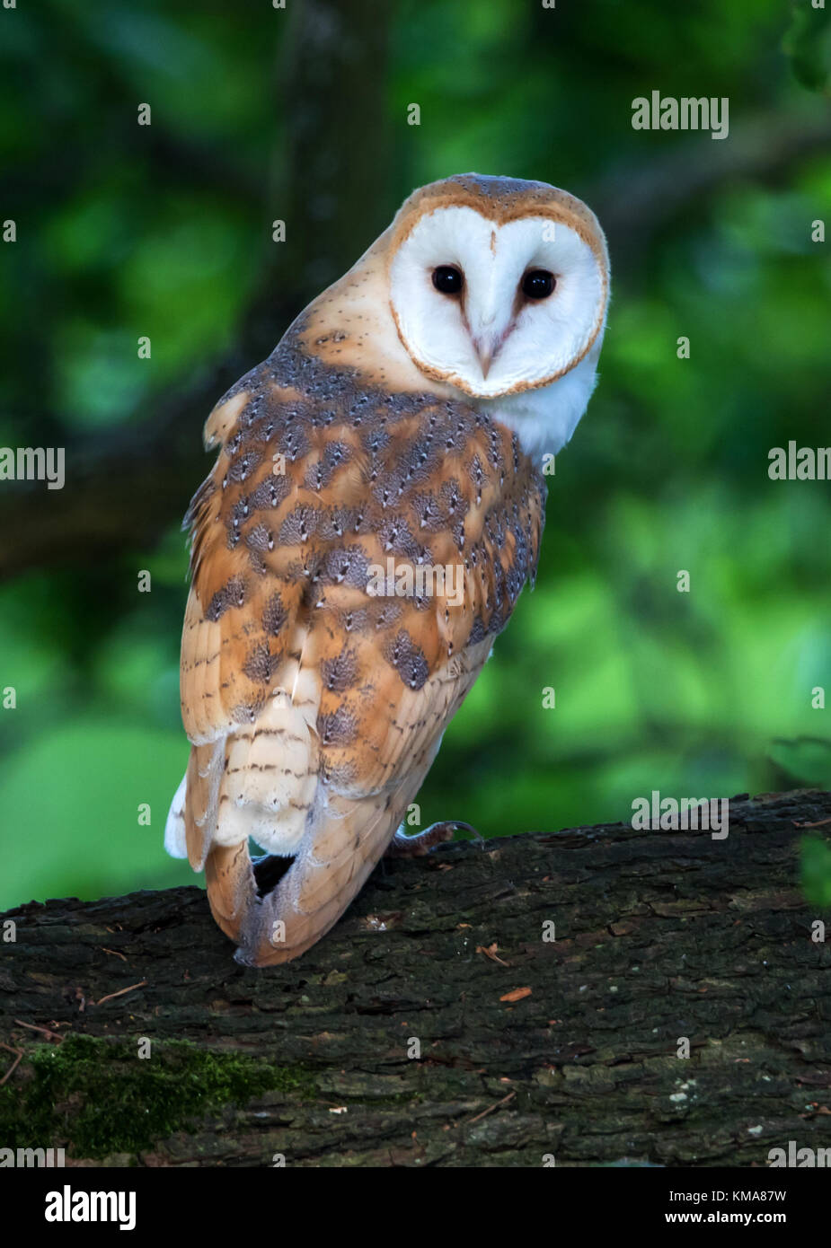 Barn Owl in oak tree Stock Photo - Alamy
