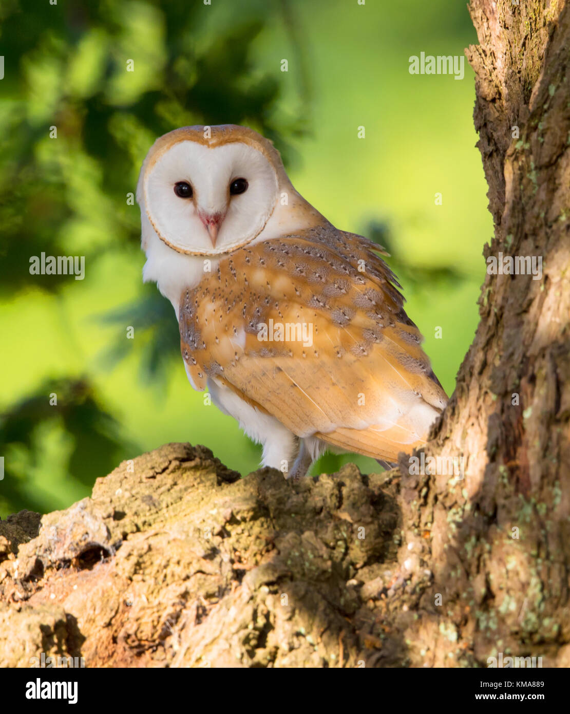 Barn Owl in oak tree Stock Photo - Alamy