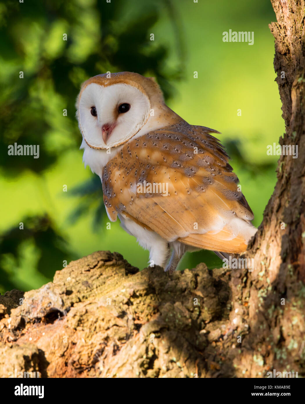 Barn Owl in oak tree Stock Photo - Alamy