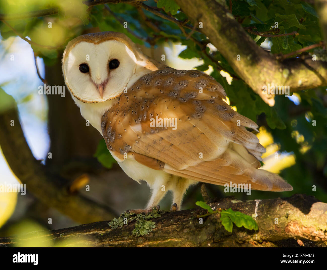Barn Owl in oak tree Stock Photo - Alamy