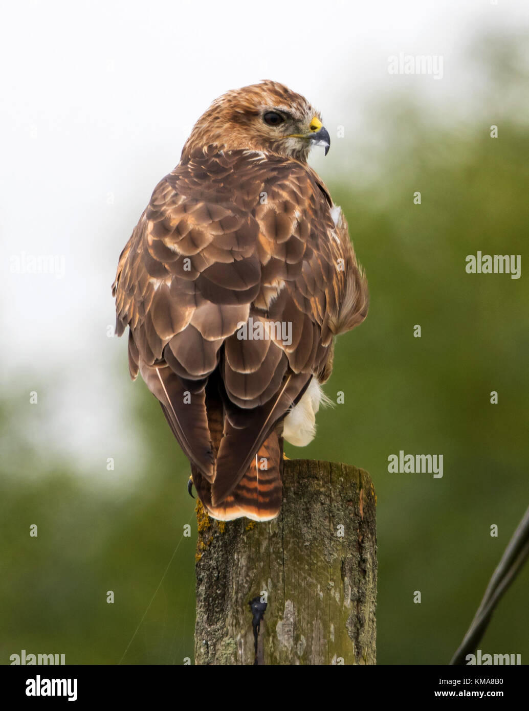 Buzzard pose hi-res stock photography and images - Alamy