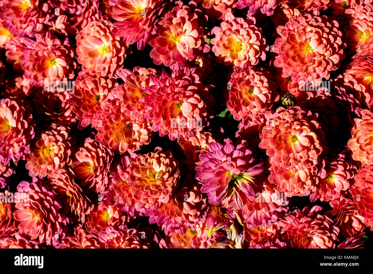 Beautiful fresh flowers as a background Stock Photo - Alamy