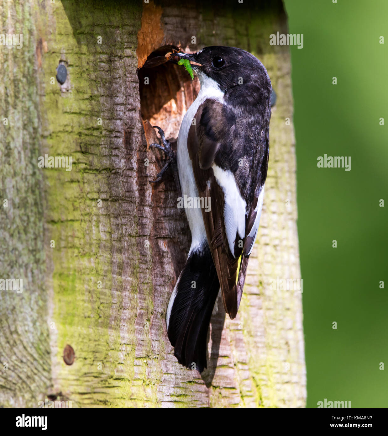 Male Pied Flycatcher at nest box in Wales Stock Photo - Alamy