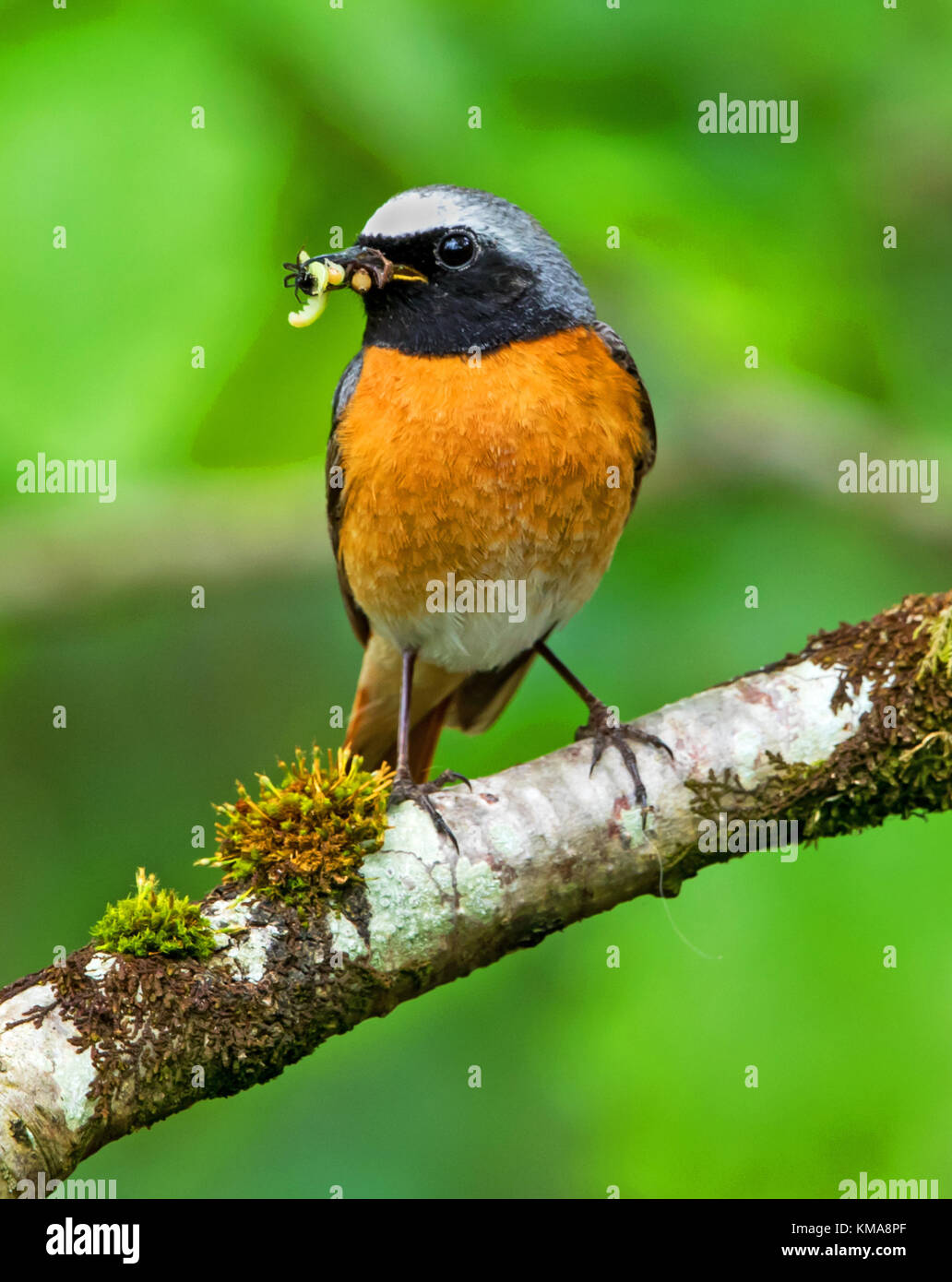 Redstart with caterpillar hi-res stock photography and images - Alamy