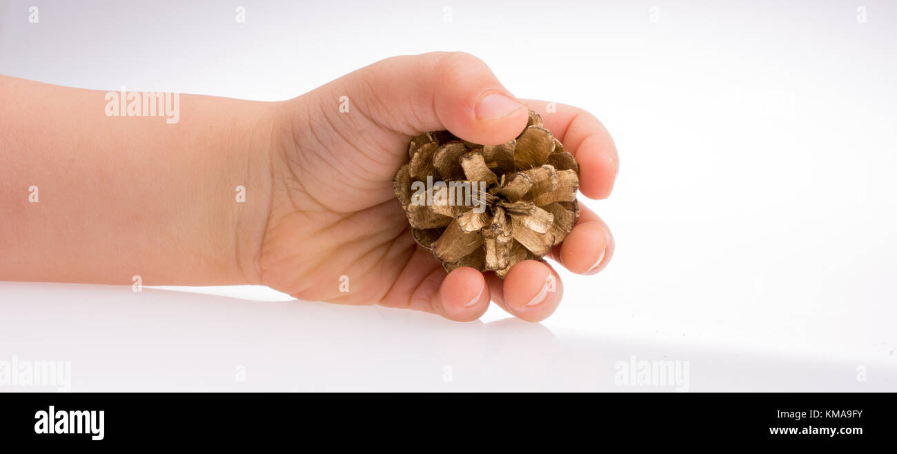 Pine cone in hand on a white background Stock Photo - Alamy