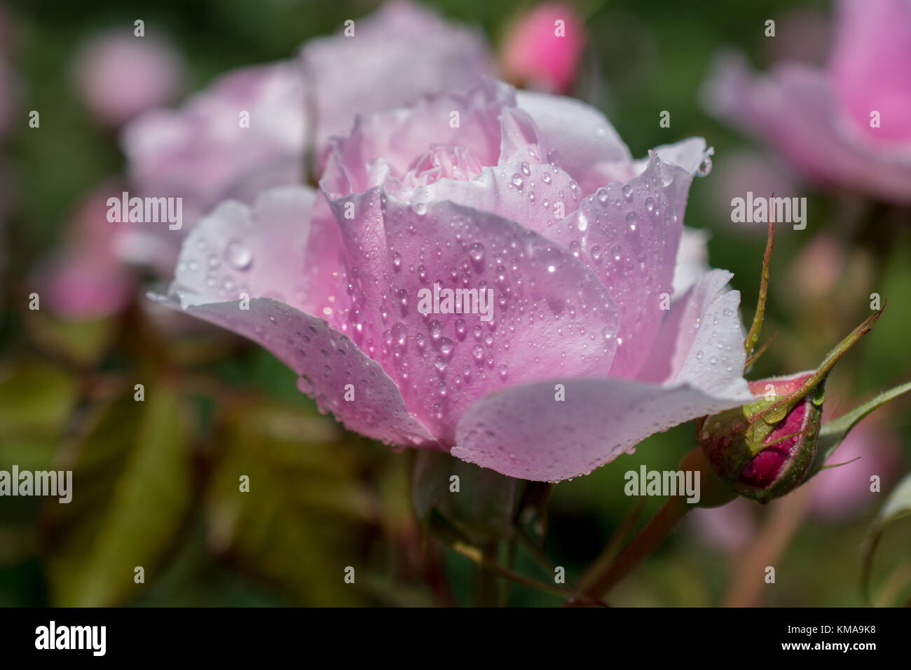 Beautiful colorful Rose with water drops on it Stock Photo - Alamy