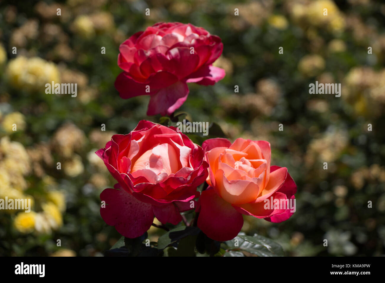 Blooming beautiful colorful roses in the garden background Stock Photo ...