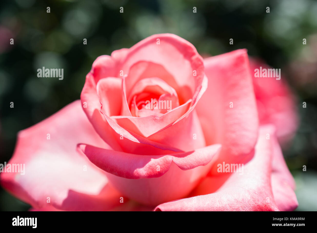 Beautiful fresh roses in close up view Stock Photo - Alamy