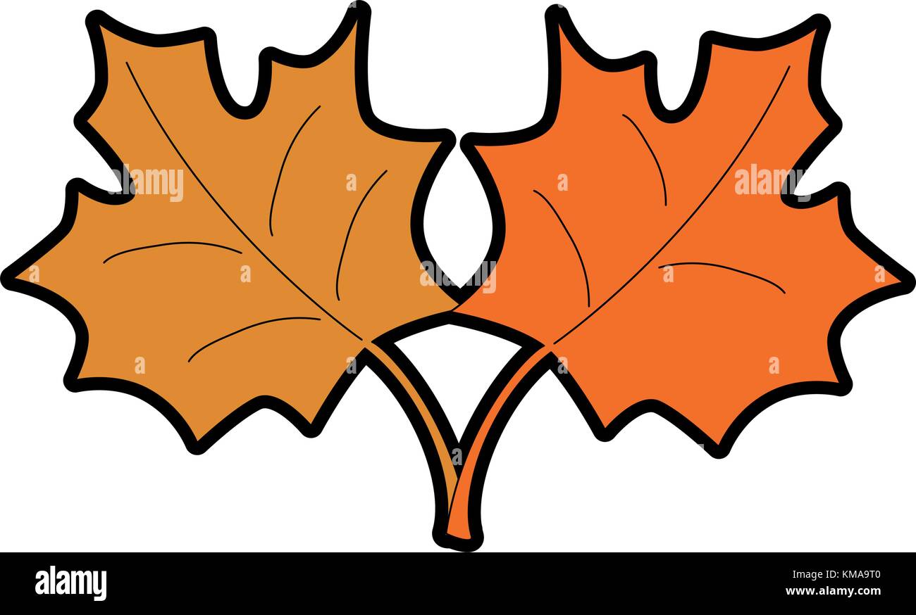 mapple leaf isolated icon vector illustration design Stock Vector Image ...