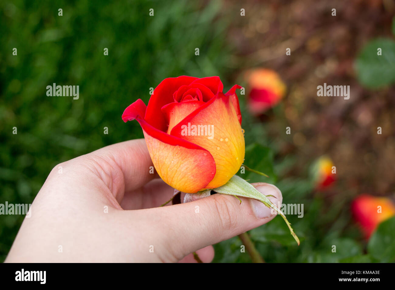 Hand holding a colorful Rose Flower Stock Photo - Alamy