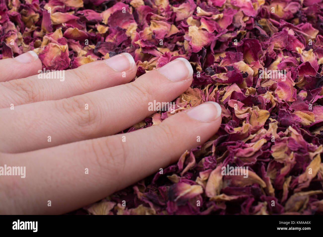 Dried rose petals as herbal tea is in hand Stock Photo - Alamy
