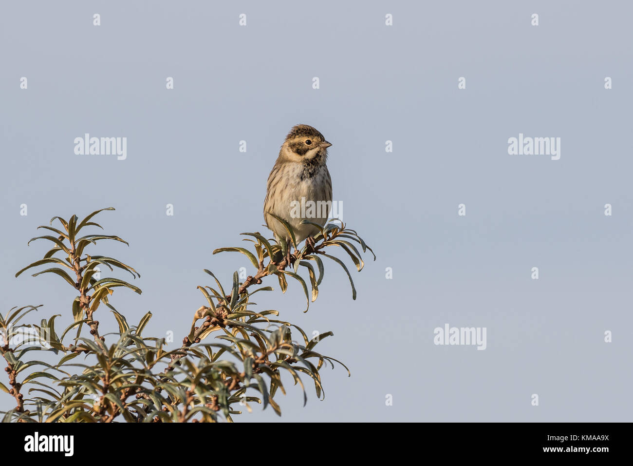 Male Reed Bunting in Winter Plumage Stock Photo - Alamy