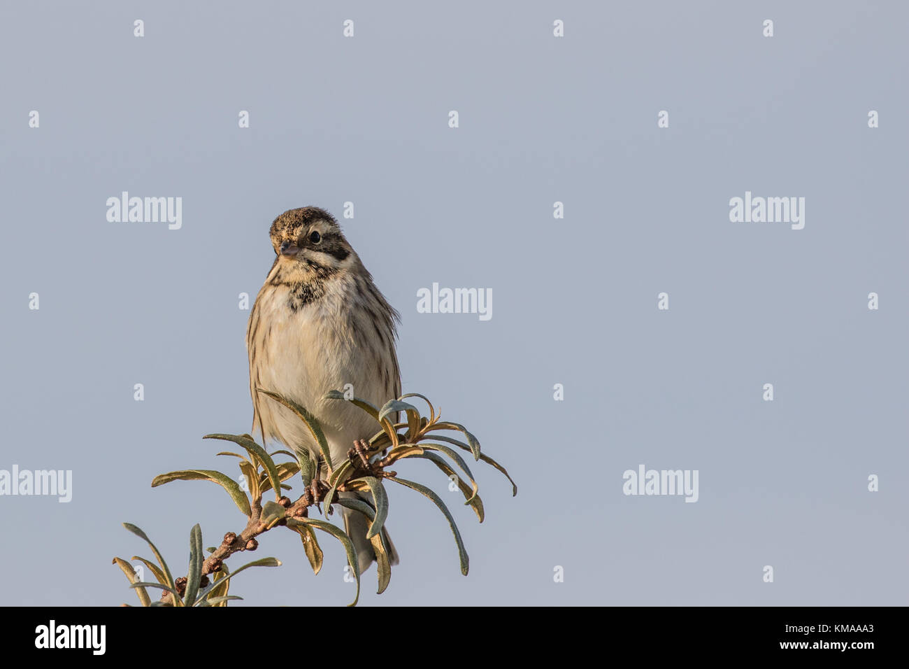 Male Reed Bunting in Winter Plumage Stock Photo - Alamy