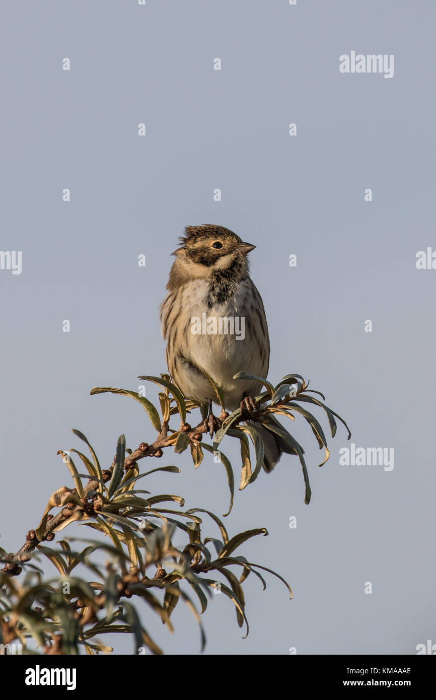 Male Reed Bunting in Winter Plumage Stock Photo - Alamy