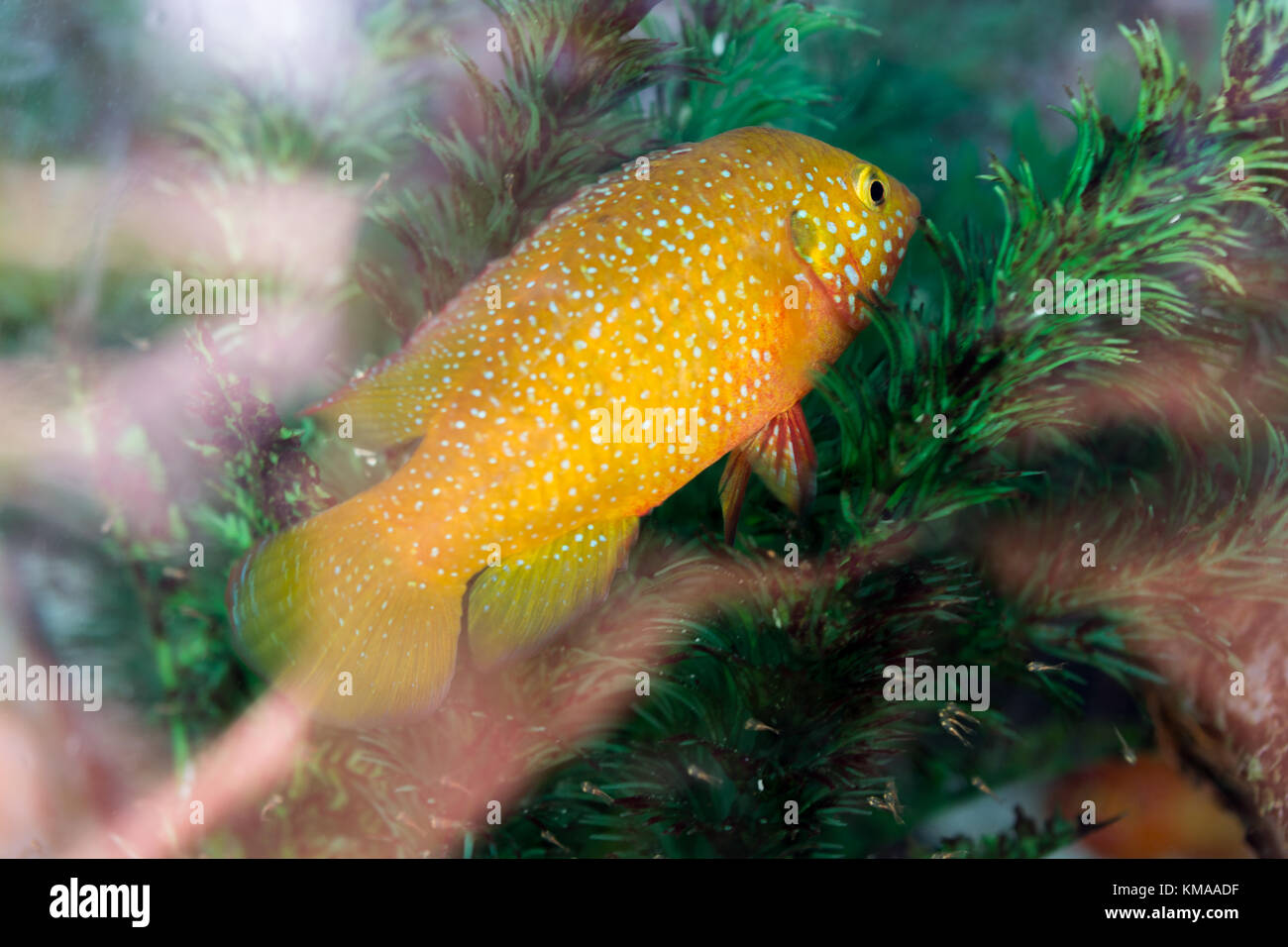 Beautiful colorful fish swims in the aquarium environment Stock Photo ...