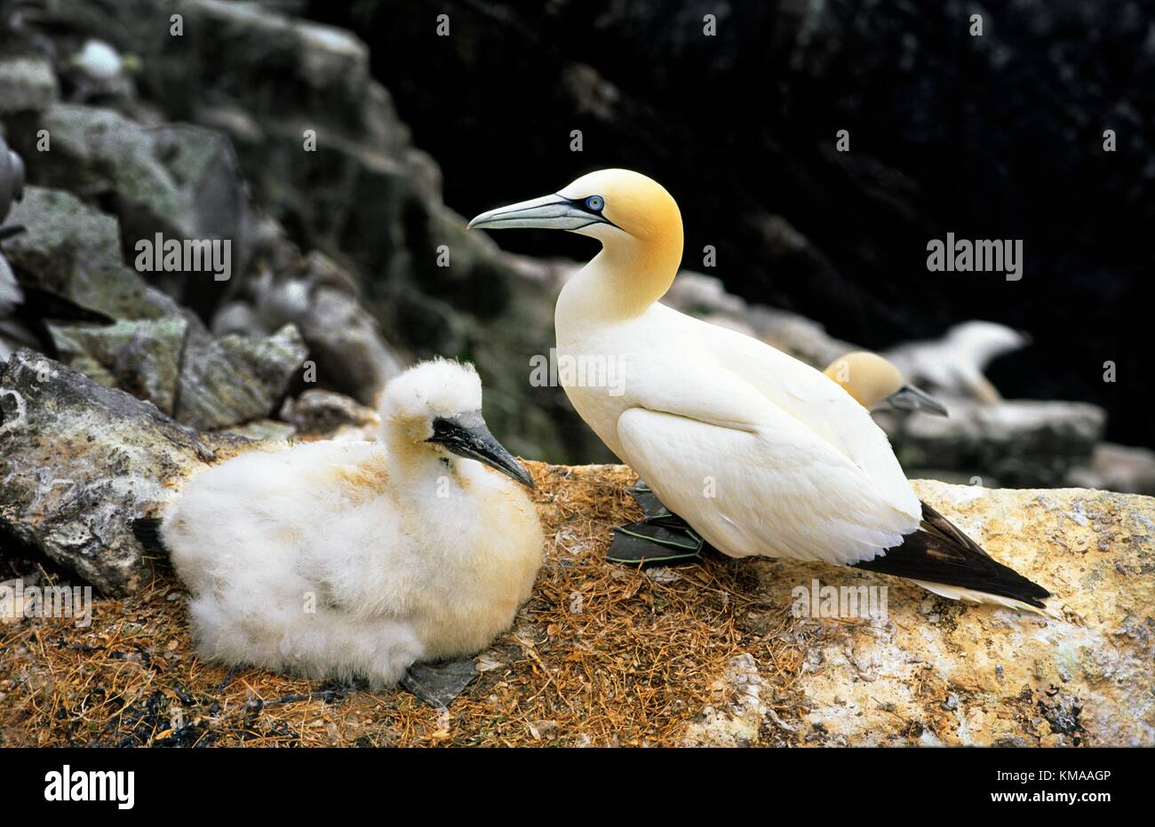Adult gannet standing with maturing chick sitting on the bird sanctuary ...