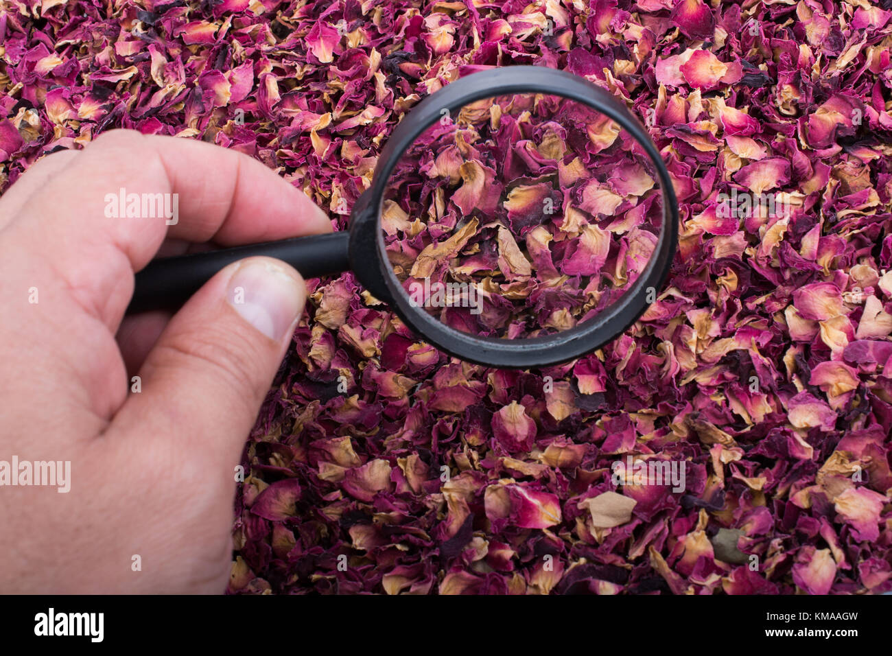 Magnifying glass in hand over dried rose petals Stock Photo - Alamy