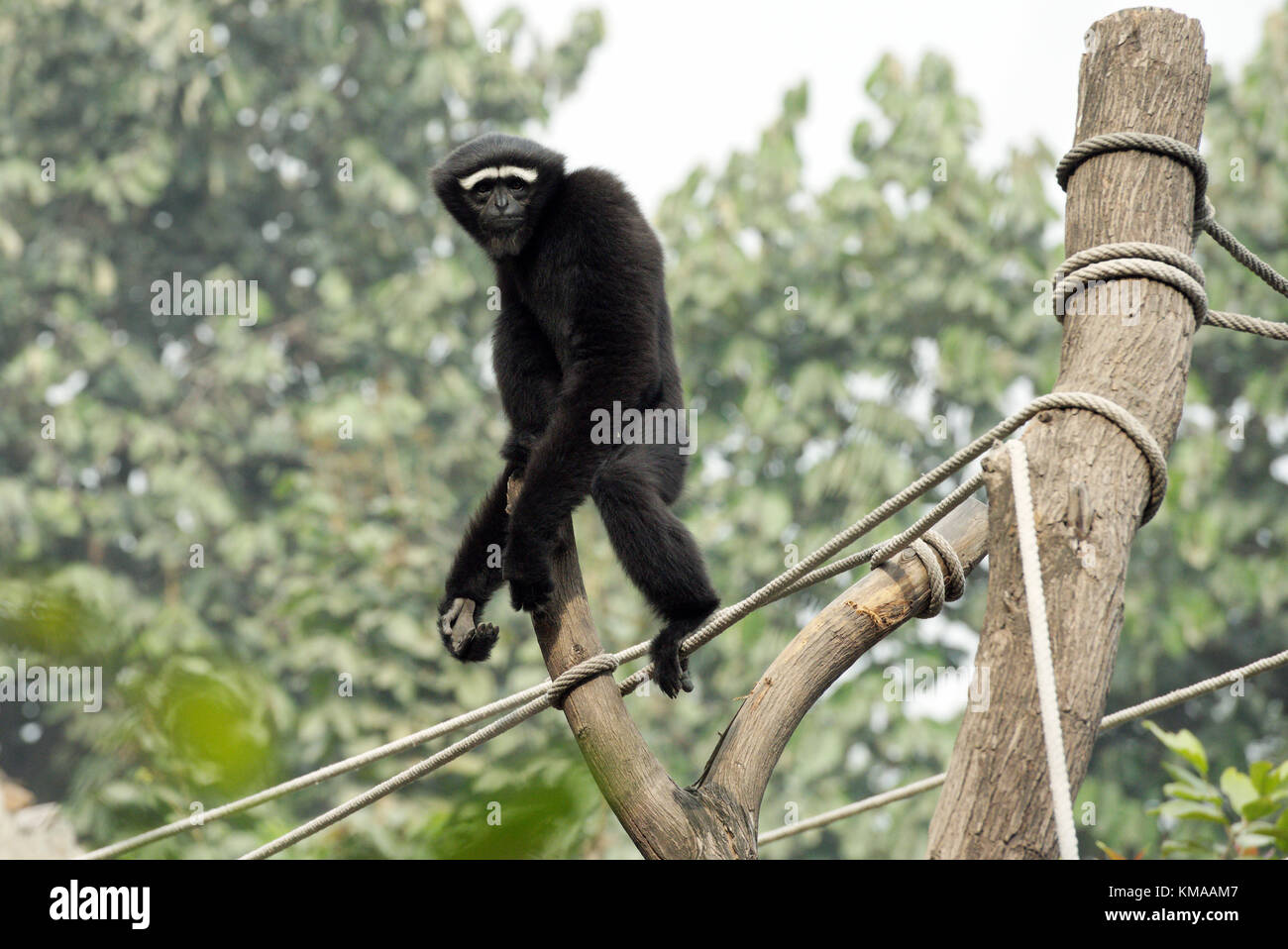 Western hoolock gibbon at the Delhi Zoo Stock Photo - Alamy