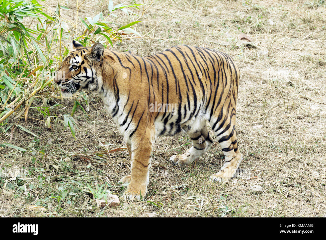 Bengal Tiger at the Delhi Zoo Stock Photo - Alamy