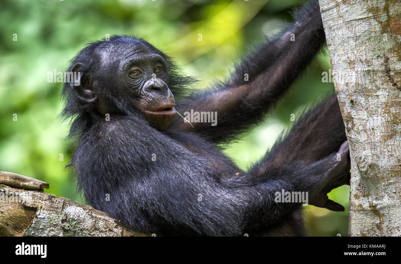 The close-up portrait of juvenile Bonobo on the tree in natural habitat ...