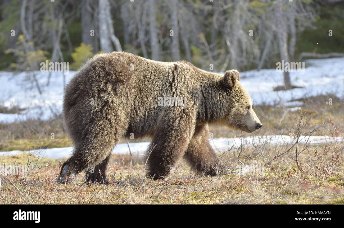 Bog animal hi-res stock photography and images - Alamy