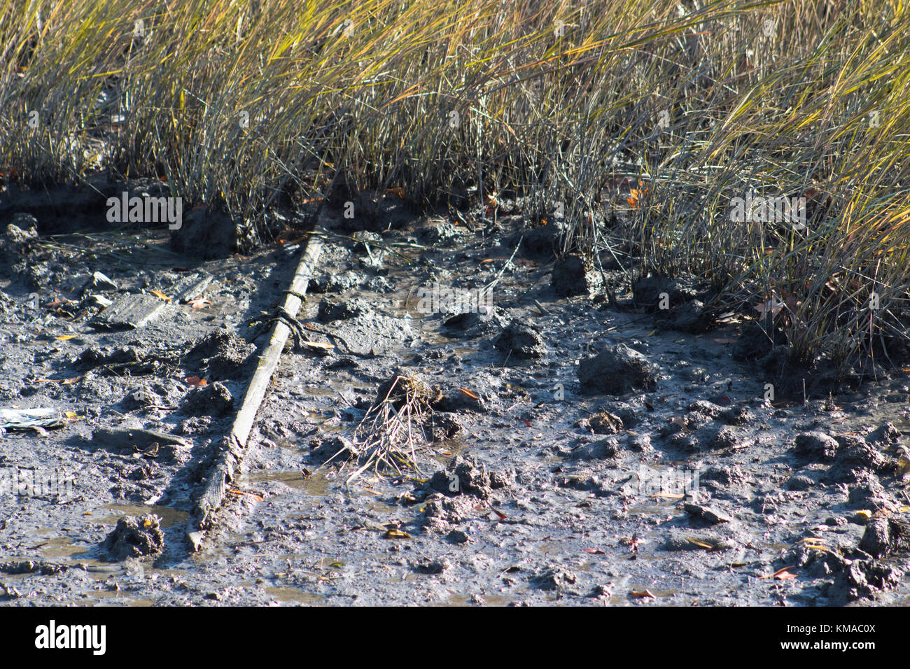 Focal mud hi-res stock photography and images - Alamy