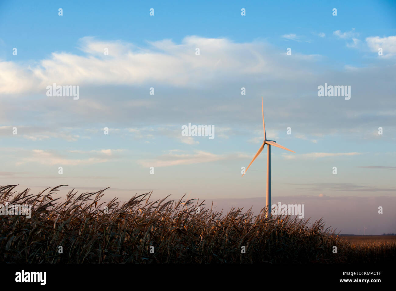WIND TURBINE OVER CORN FIELD IN EVENING LIGHT Stock Photo - Alamy