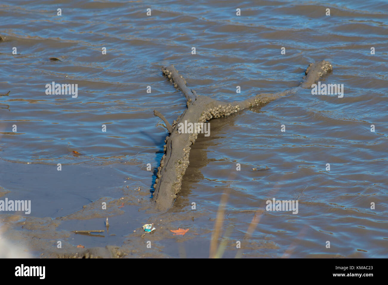 Something in the water Stock Photo - Alamy