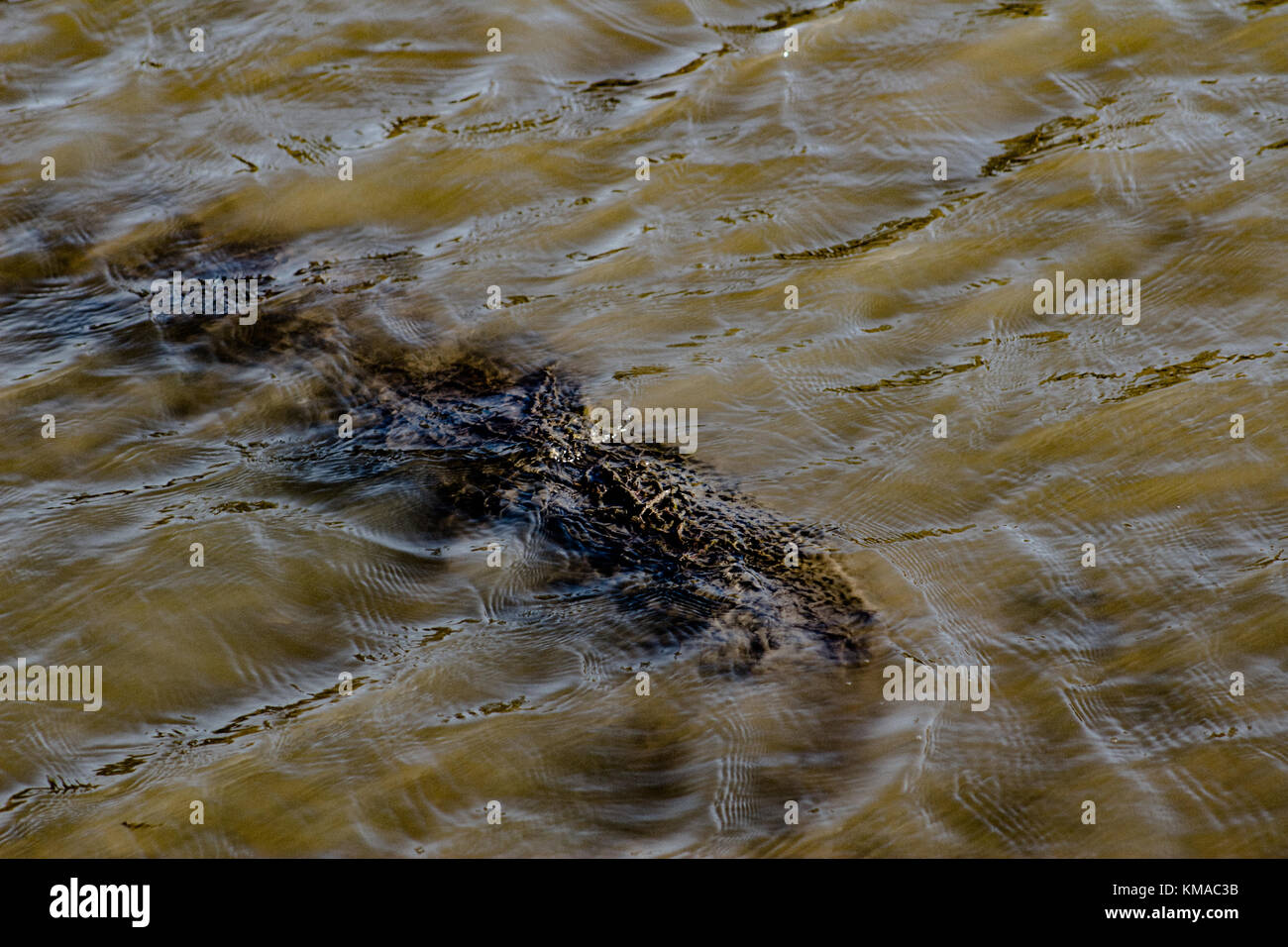 Something in the water Stock Photo - Alamy