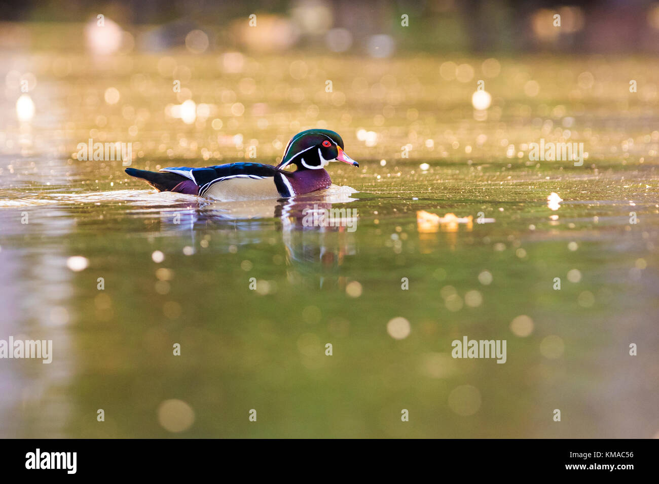 Wood ducks in spring Stock Photo - Alamy