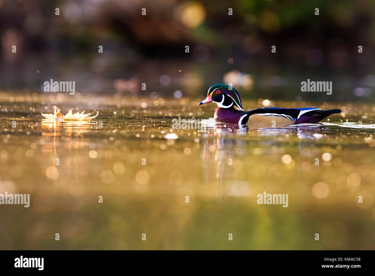 Wood ducks in spring Stock Photo - Alamy