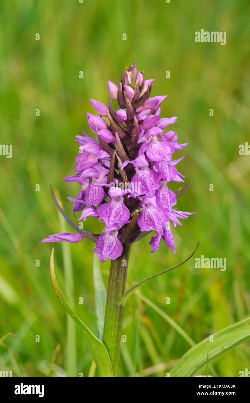 Early Marsh Orchid,"Dactylorhiza incarnata" marshy dunes,May and June,Braunton Burrows,Devon,UK ...