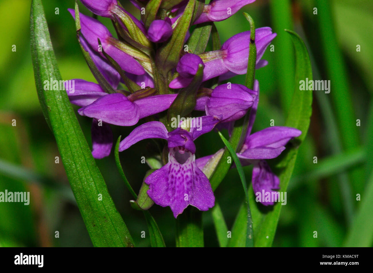 Early Marsh Orchid,"Dactylorhiza incarnata" ,close up,marshy meadow,May and June, Catcott ...