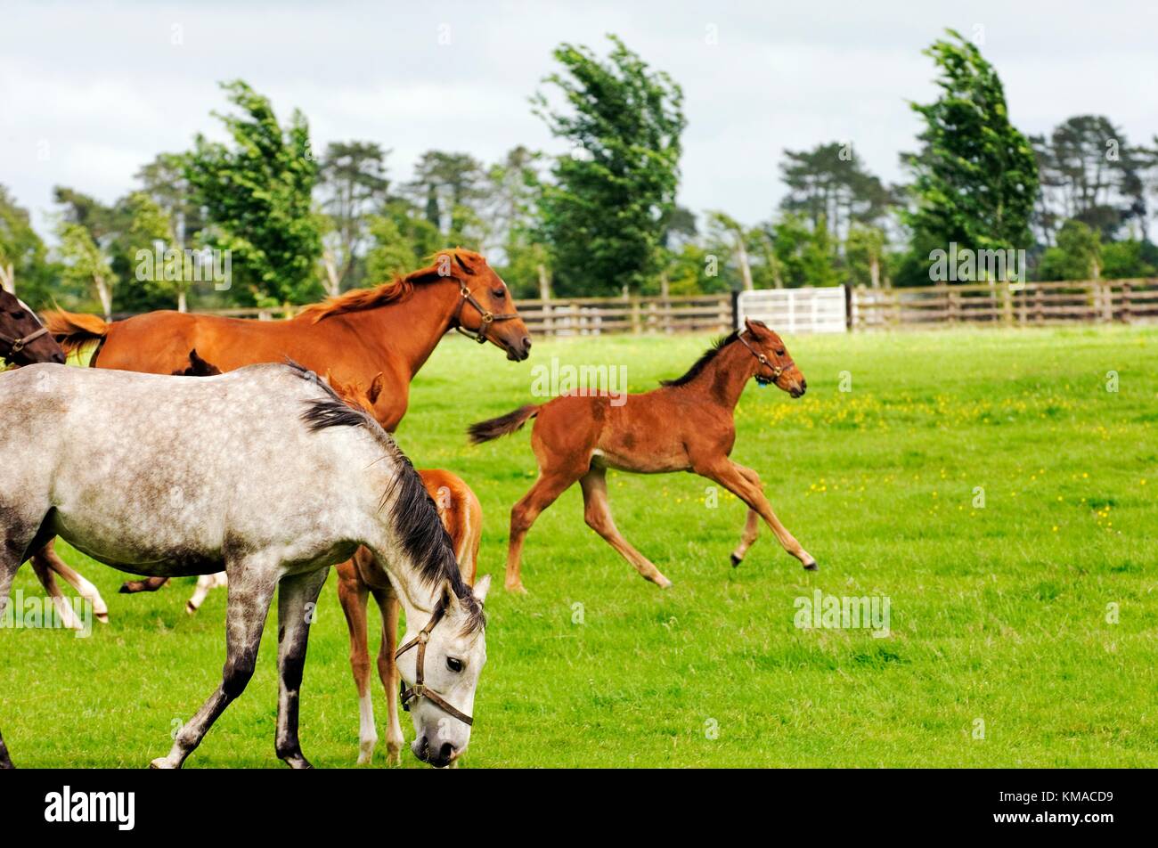 Paddock horse hi-res stock photography and images - Alamy
