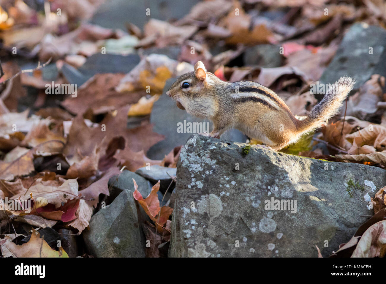 Chipmunk stuffing face hi-res stock photography and images - Alamy