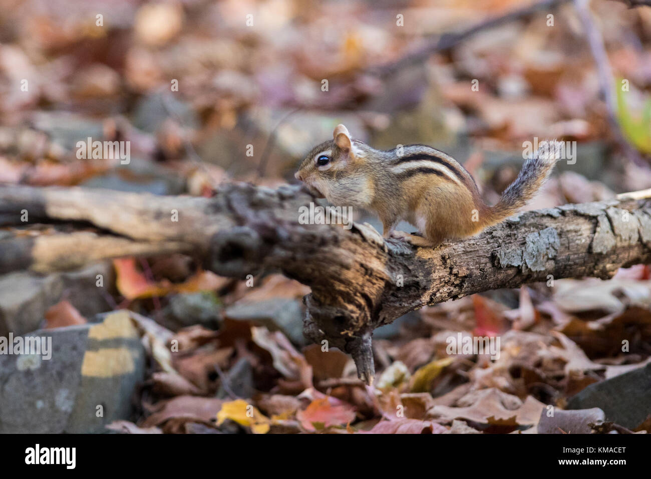 eastern chipmunk in autumn Stock Photo - Alamy