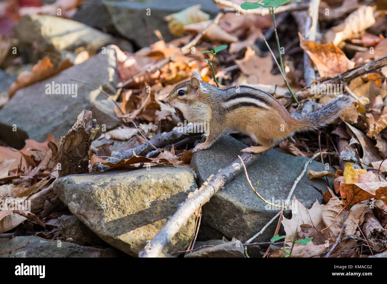 Chipmunk stuffing face hi-res stock photography and images - Alamy