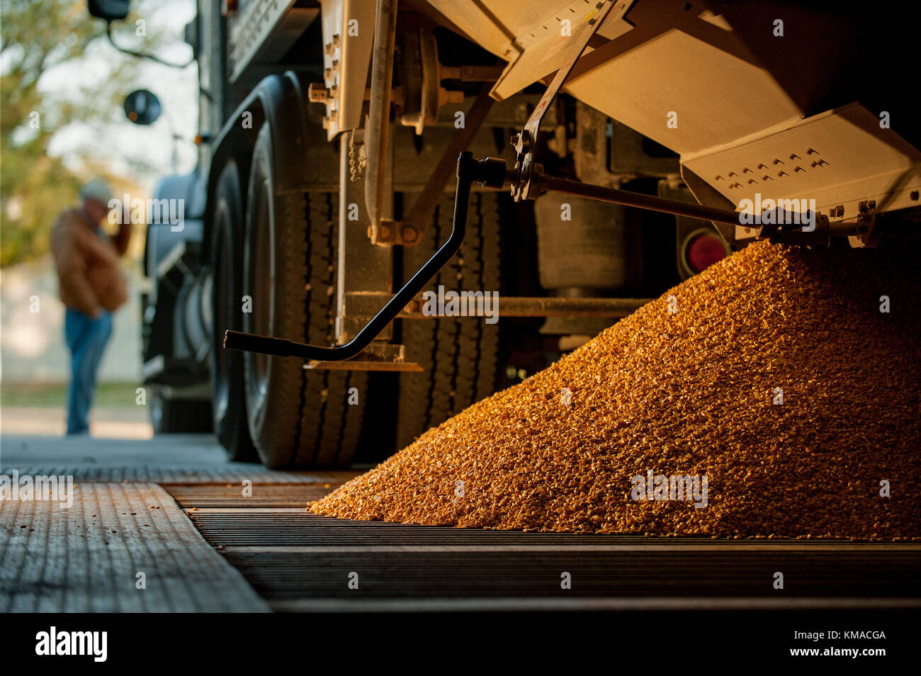 Unloading Corn Premium Photo | Combine Unloading Corn Into A Wagon