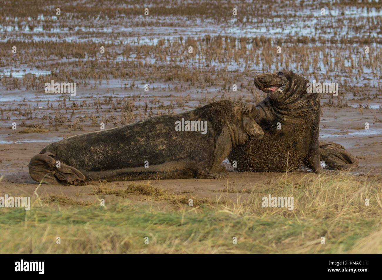 Seals fighting male hi-res stock photography and images - Alamy