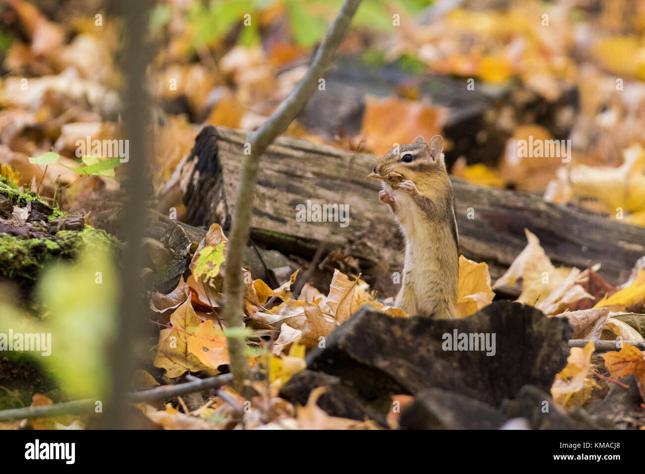eastern chipmunk in autumn Stock Photo - Alamy