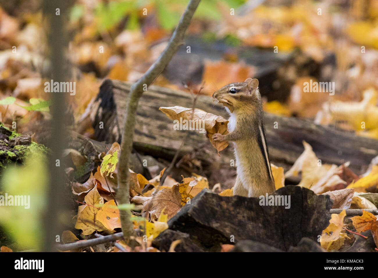 Chipmunk funny face hi-res stock photography and images - Alamy