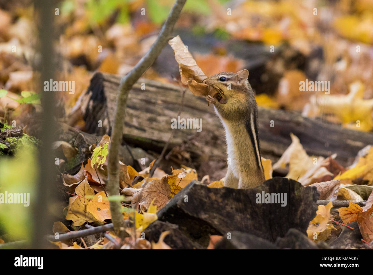 eastern chipmunk in autumn Stock Photo - Alamy