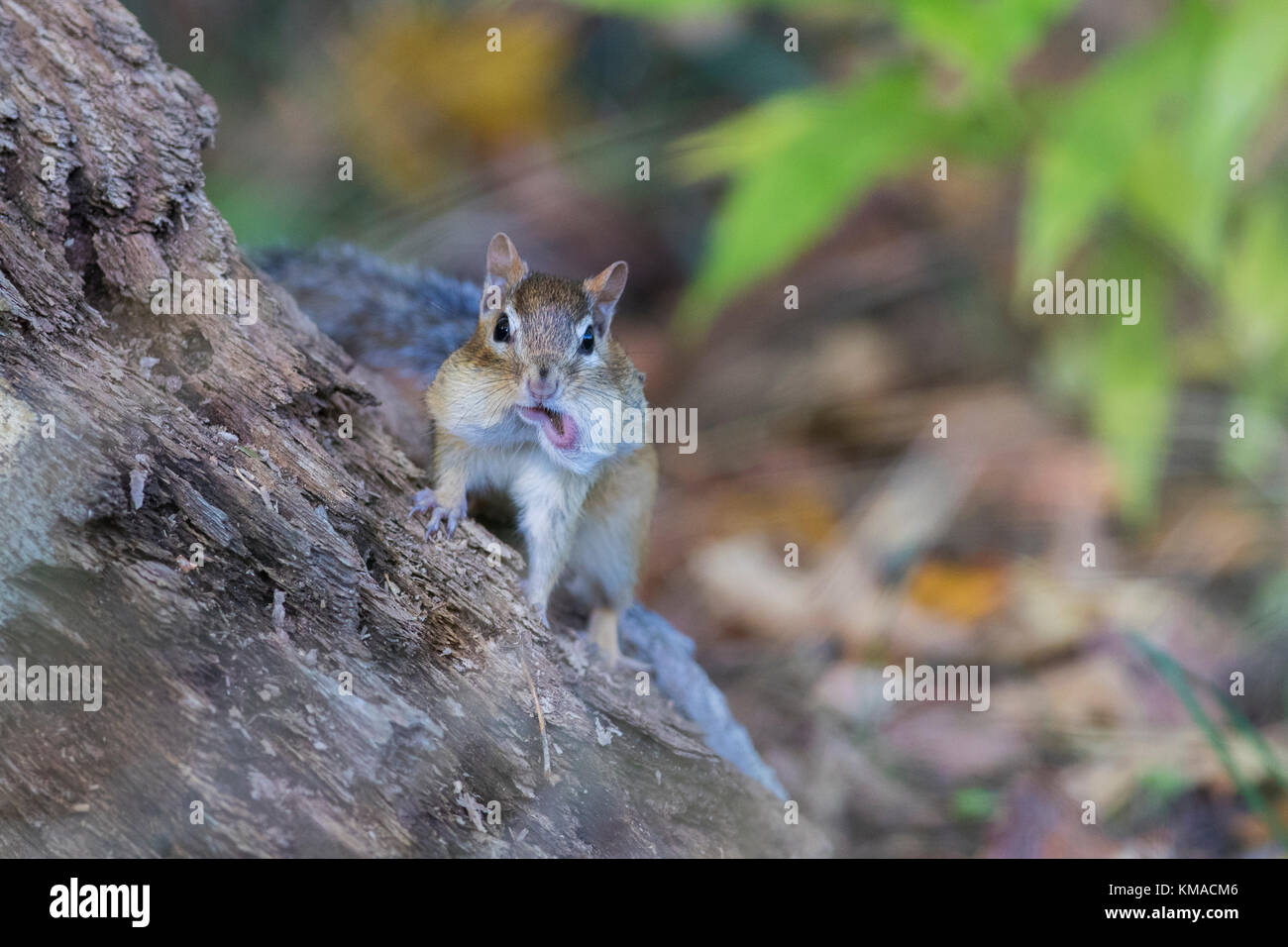 Chipmunk stuffing face hi-res stock photography and images - Alamy