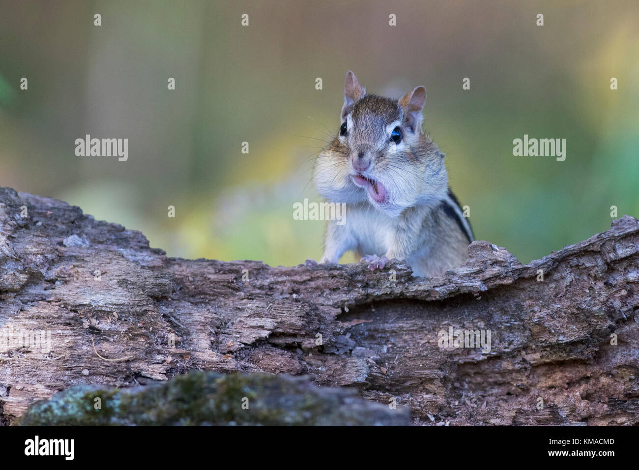 eastern chipmunk in autumn Stock Photo - Alamy