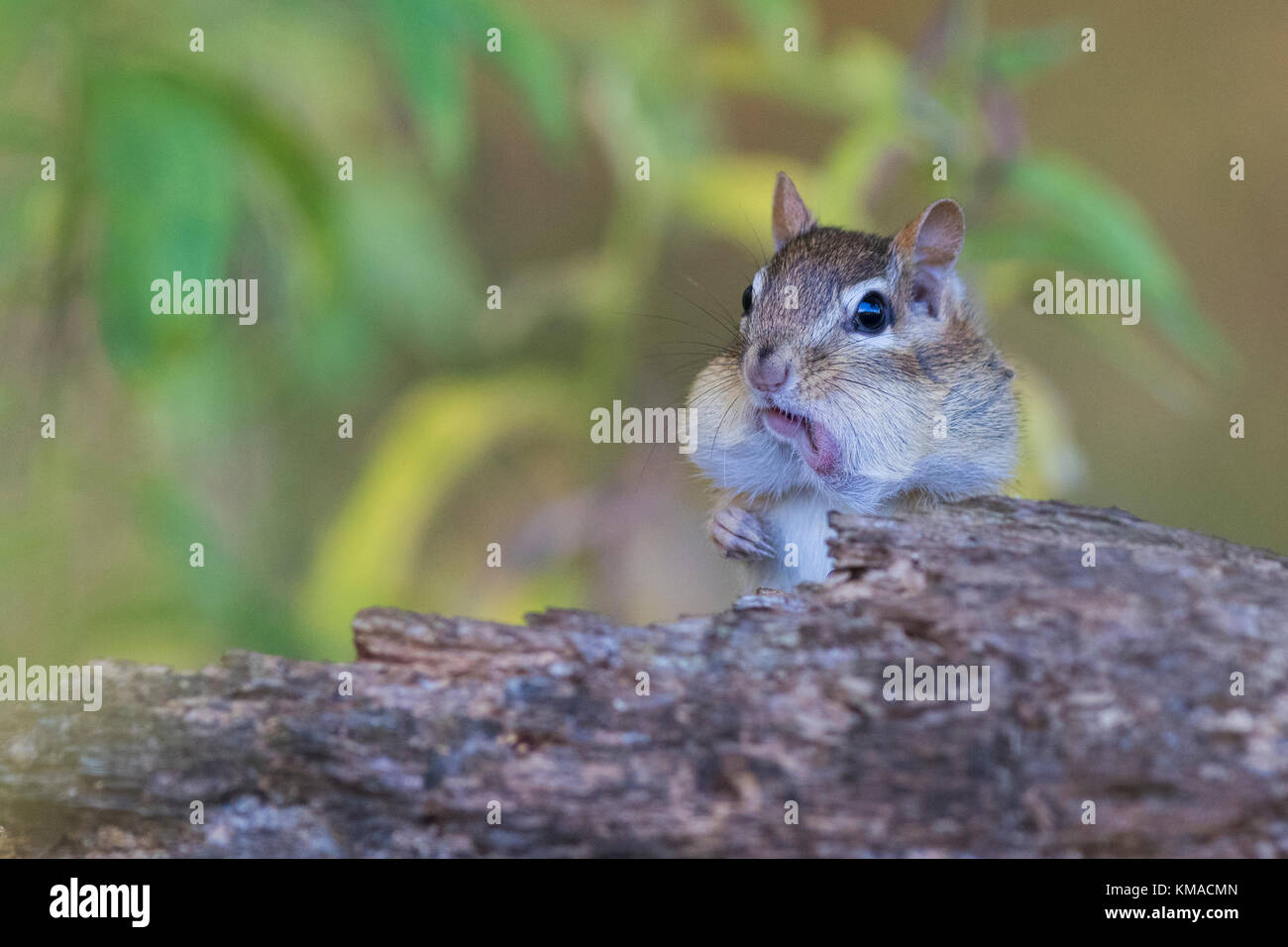 Chipmunk funny face hi-res stock photography and images - Alamy